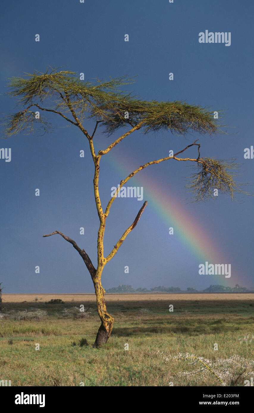 Acacia tree rainbow hi-res stock photography and images - Alamy