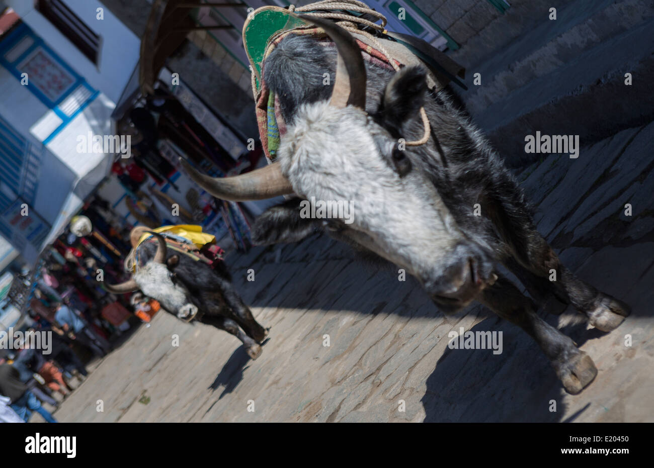 Lukla Nepal Dzo yaks walk through Lukla Solukhumbu mixture of yak and ...