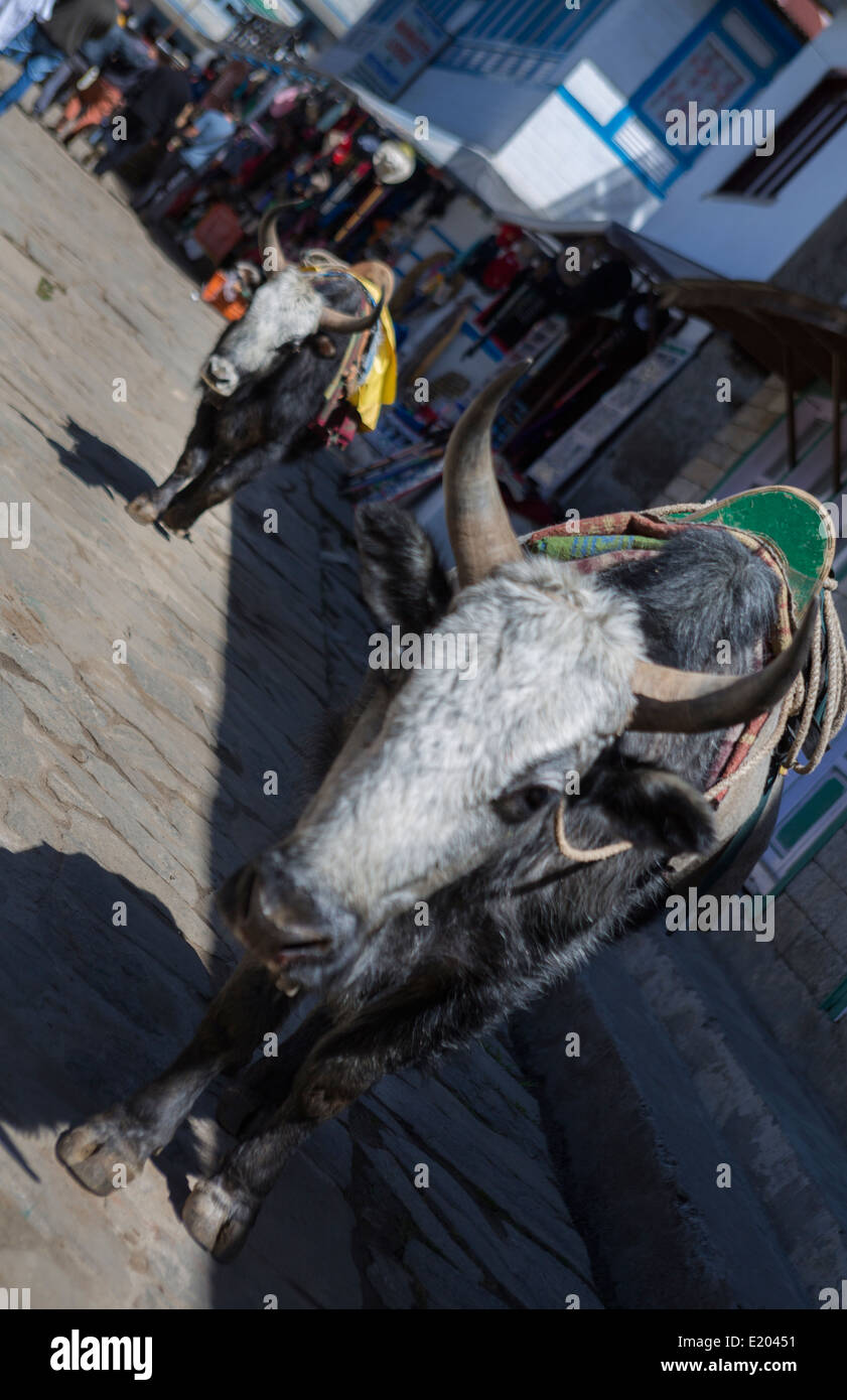 Lukla Nepal Dzo yaks walk through Lukla Solukhumbu mixture of yak and ...