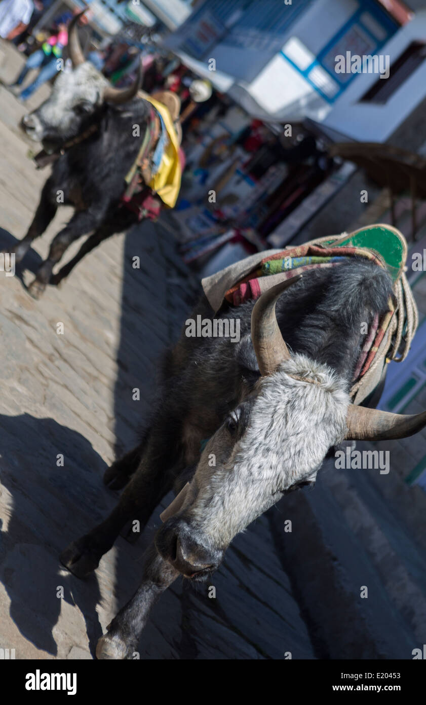 Lukla Nepal Dzo yaks walk through Lukla Solukhumbu mixture of yak and ...