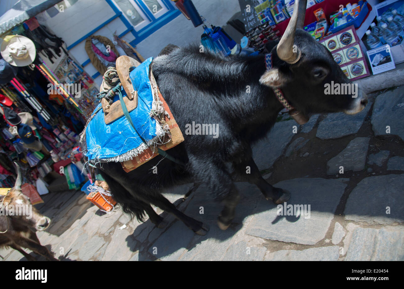 Lukla Nepal Dzo yaks walk through Lukla Solukhumbu mixture of yak and ...