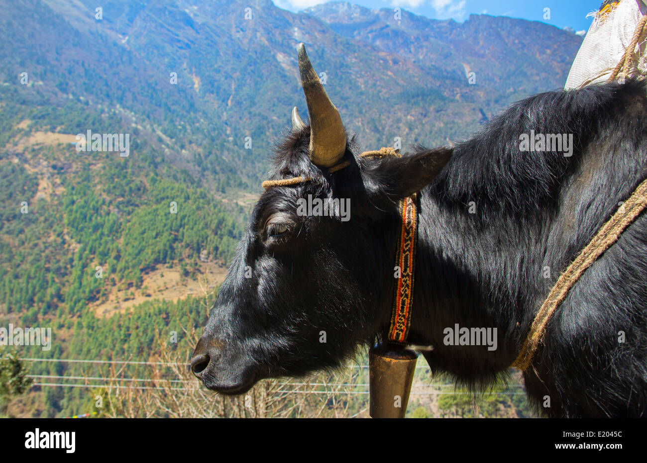 Lukla Nepal Dzo yaks standing in Lukla Solukhumbu Himalayas cow yak ...