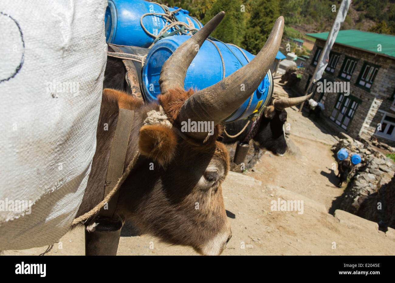Lukla Nepal Dzo yaks standing in Lukla Solukhumbu Himalayas cow yak ...