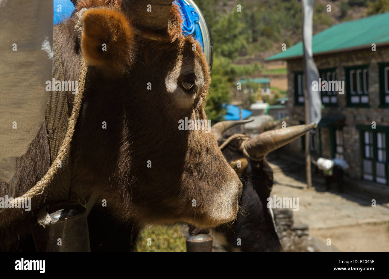 Lukla Nepal Dzo yaks standing in Lukla Solukhumbu Himalayas cow yak ...