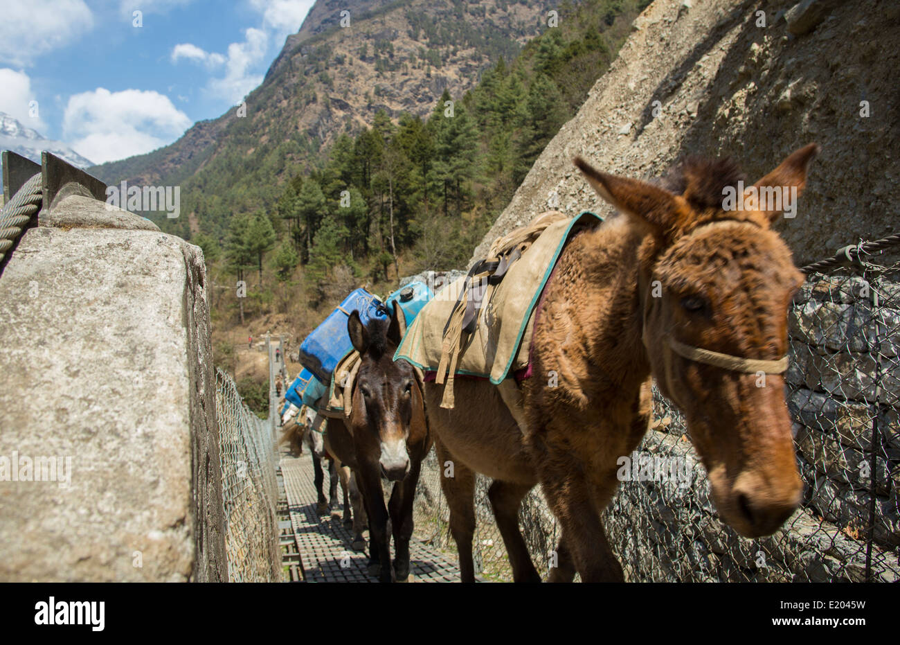 Lukla Nepal Donkey caravan walking across suspension bridge outside of ...