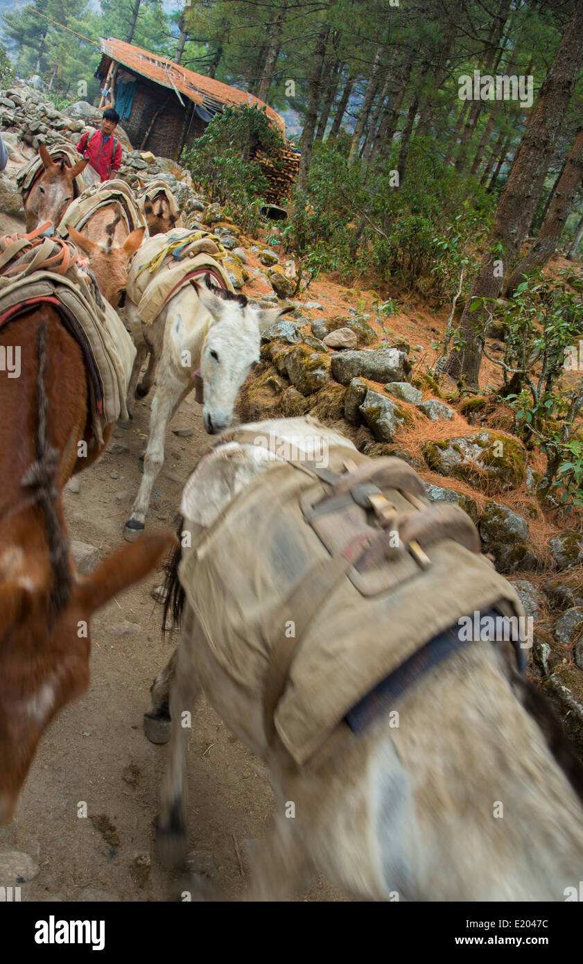 Donkey bridge hi-res stock photography and images - Alamy