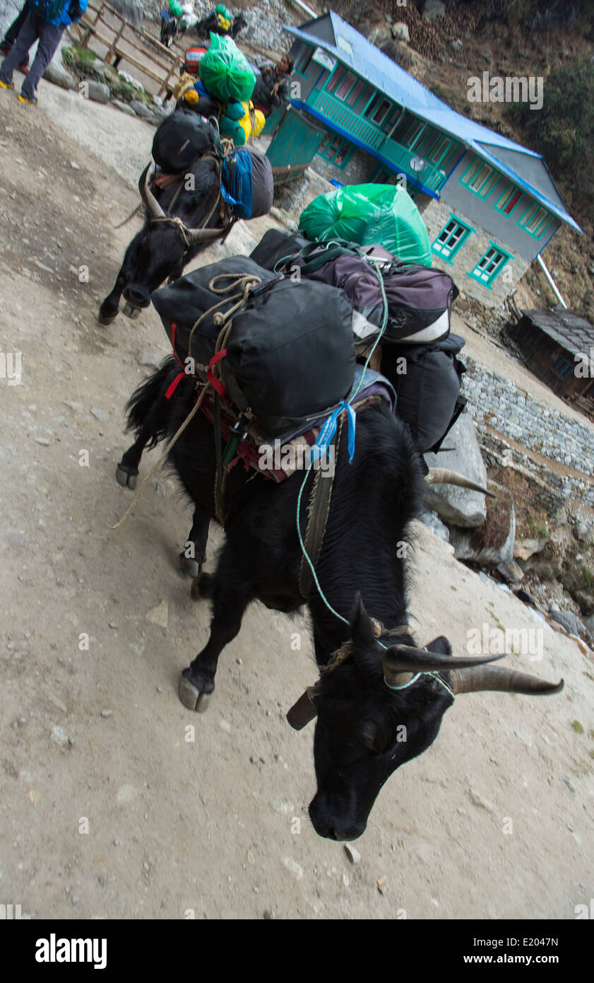 Nepal Himalayas Dzo yaks being herded through the village of Bengkar ...