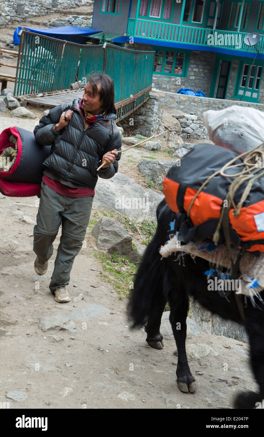 Nepal Himalayas Dzo yaks being herded through the village of Bengkar ...