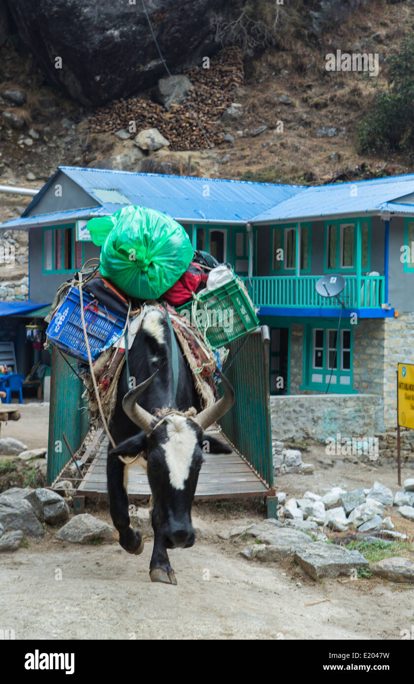 Nepal Himalayas Dzo yaks being herded through the village of Bengkar ...