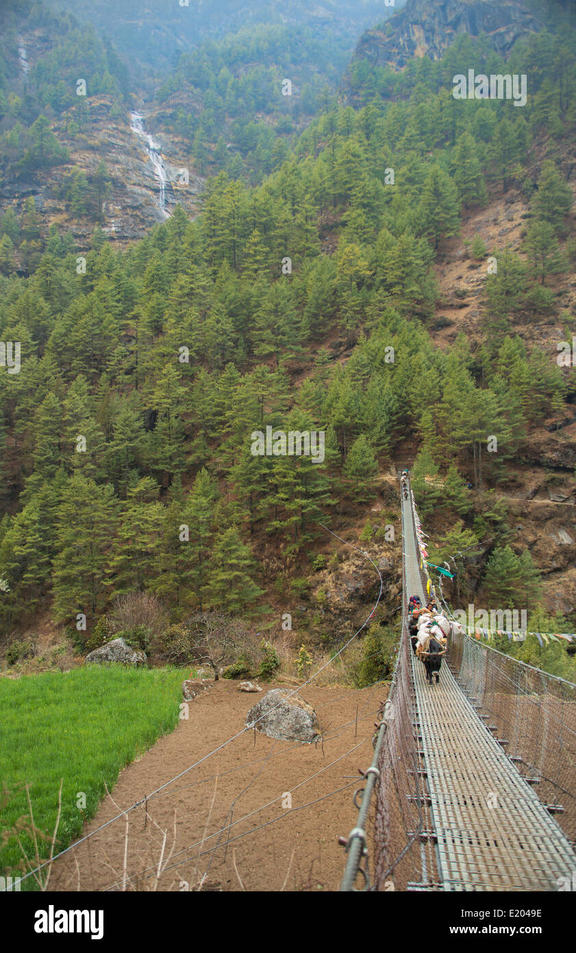 Nepal Himalayas Dzo yaks walking across suspension bridge at Larjha ...