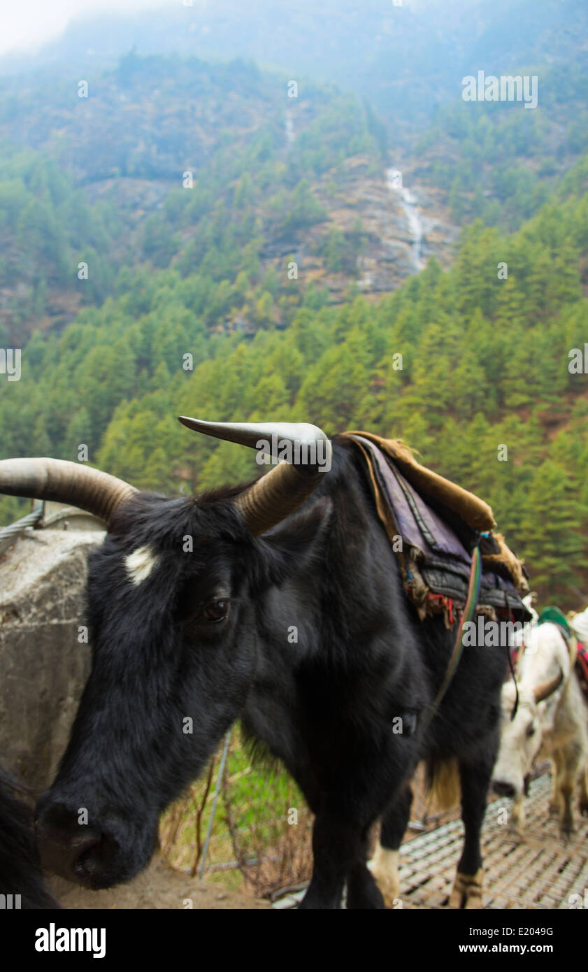 Nepal Himalayas Dzo yaks walking across suspension bridge at Larjha ...
