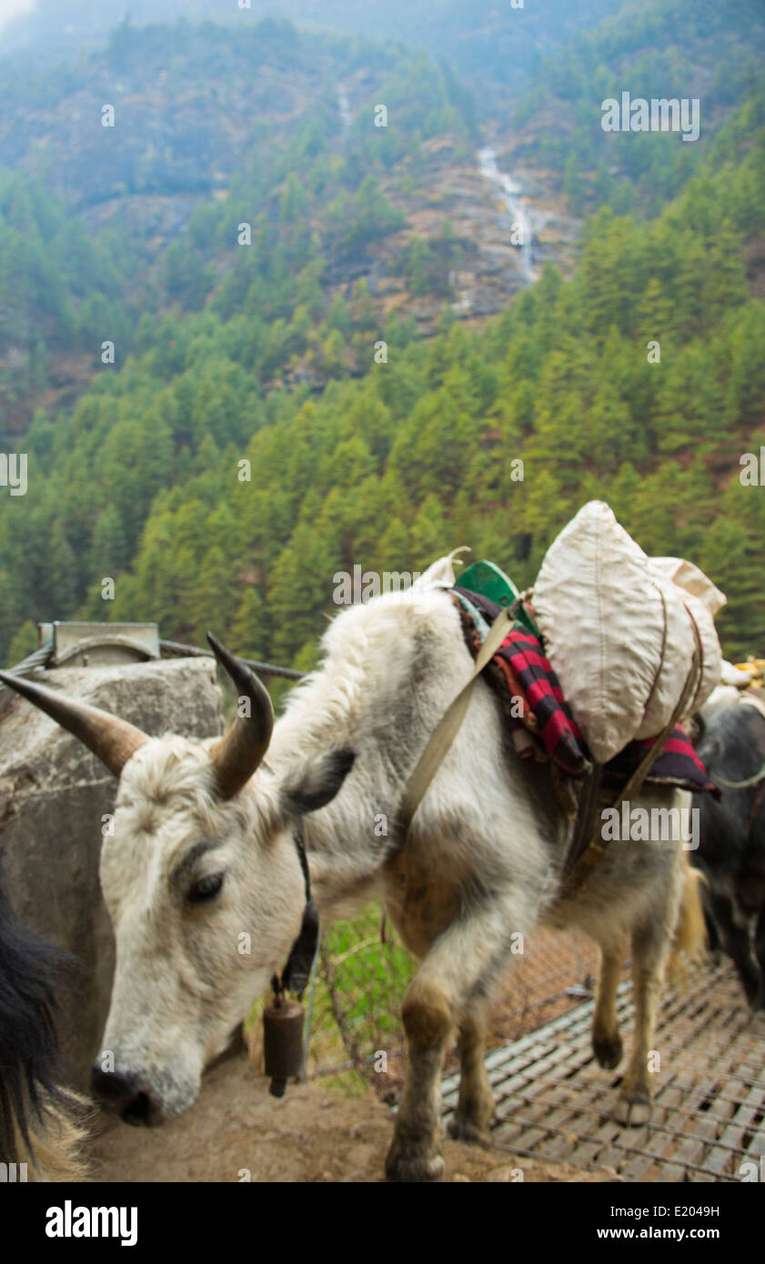 Nepal Himalayas Dzo yaks walking across suspension bridge at Larjha ...