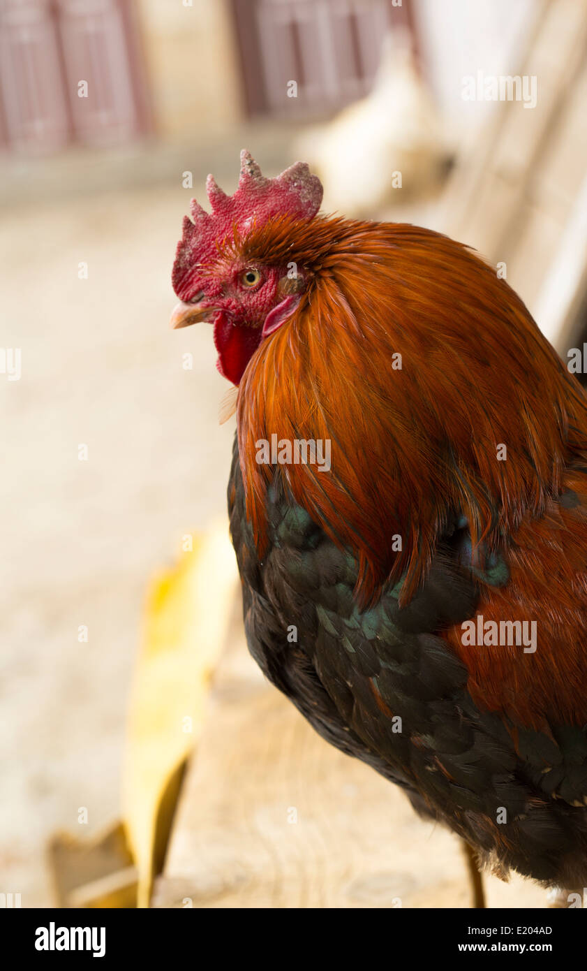 Rooster hi-res stock photography and images - Alamy