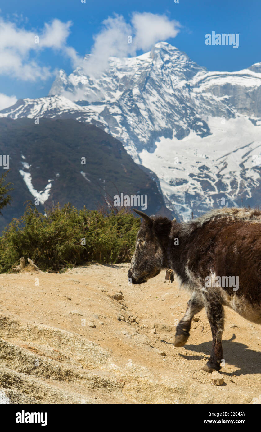 Dzo hi-res stock photography and images - Alamy