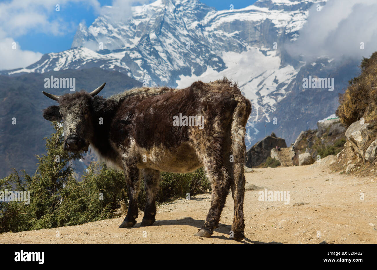 Nepal Dzo yak standing with mountains in background outside of Namche ...