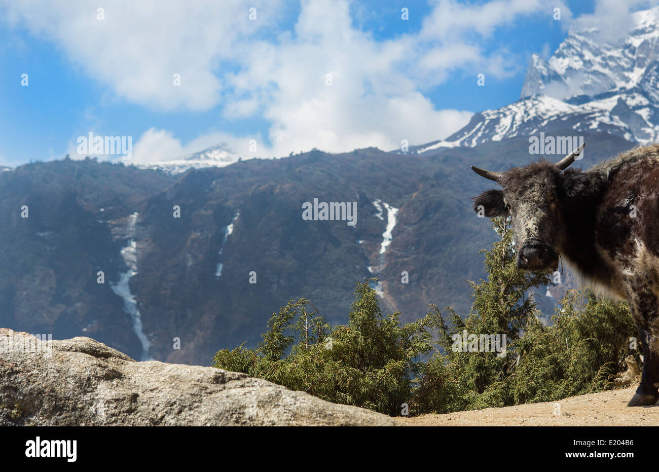 Nepal Dzo yak standing with mountains in background outside of Namche ...