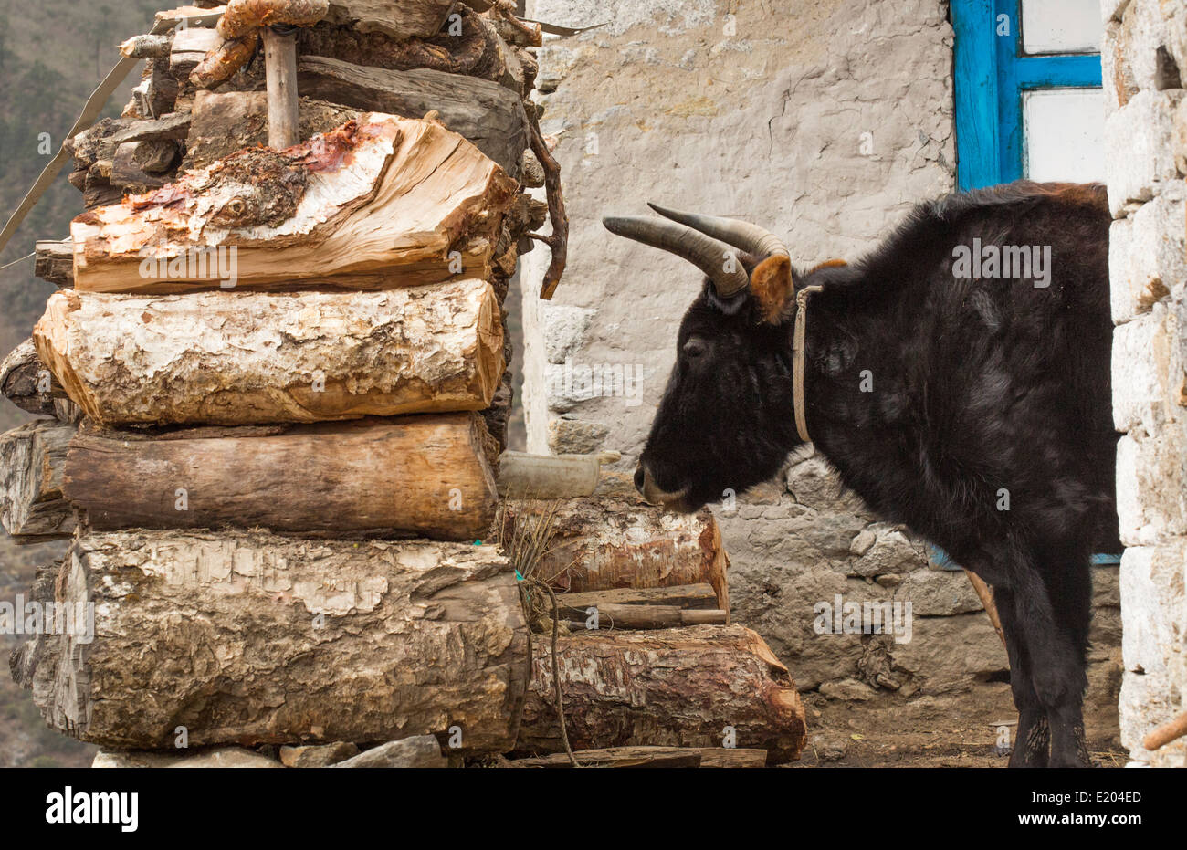 Nepal Dzo yak stands in a house in Thamo, Solukhumbu remote, Mt Everest ...