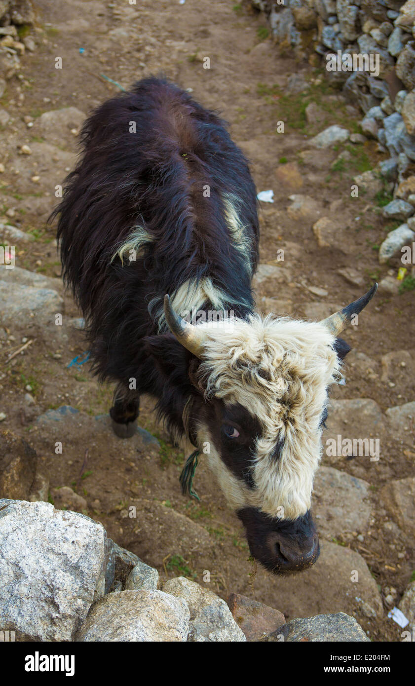 Nepal A baby yak in the village of Khumjung remote, Mt Everest ...