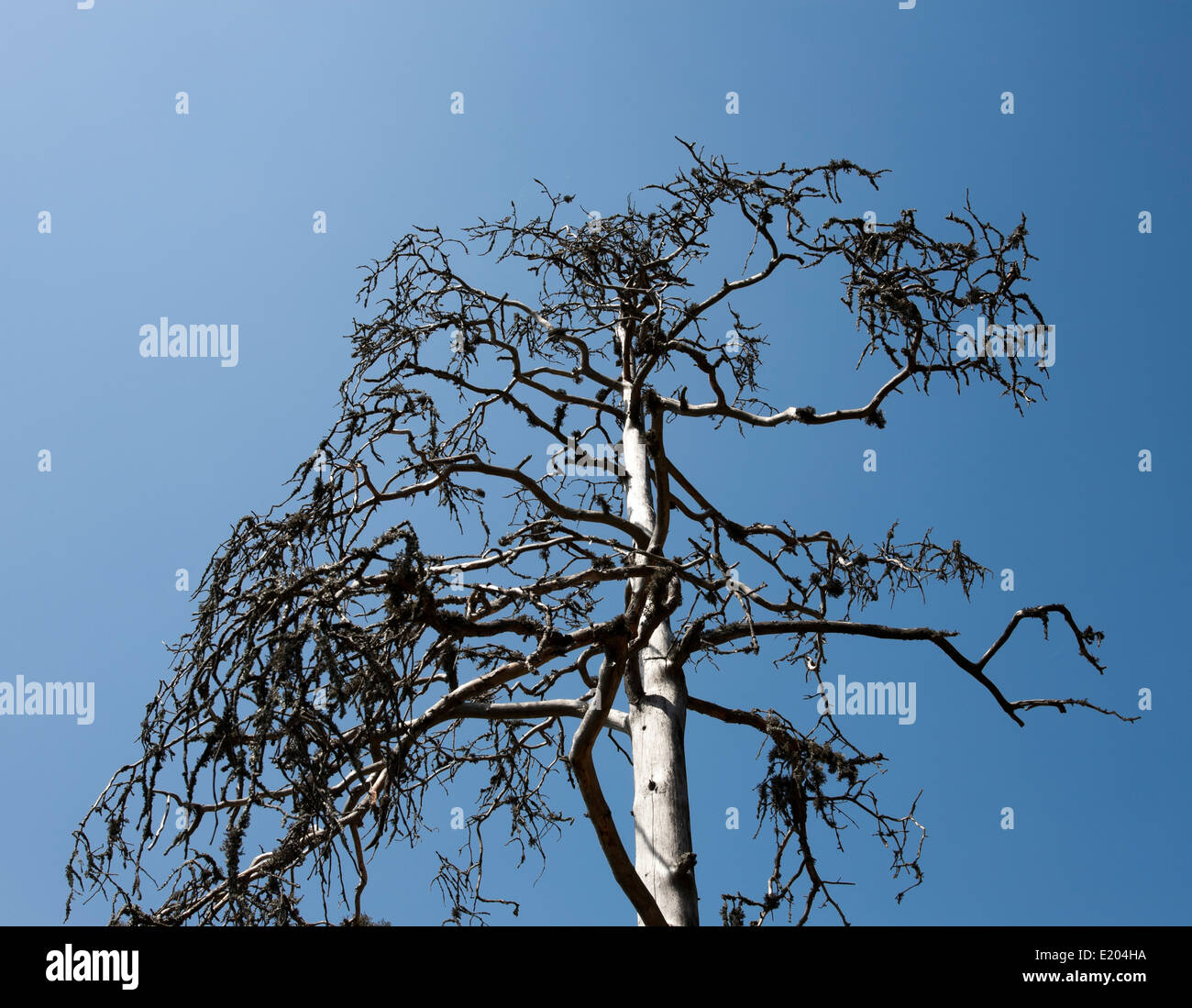 Dead standing tree hi-res stock photography and images - Alamy