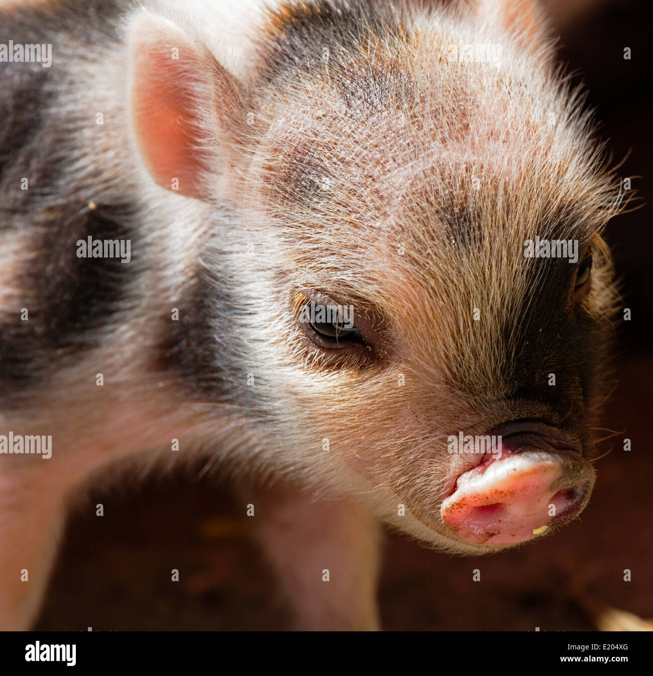 Hairy piglet hi-res stock photography and images - Alamy