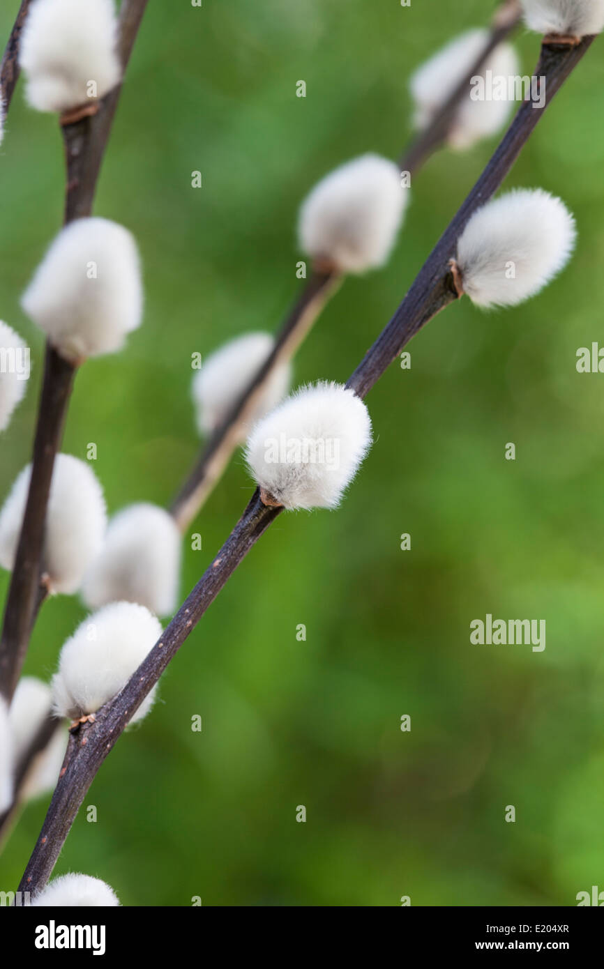 Close Up Of Pussy Willow Stems Stock Photo Alamy