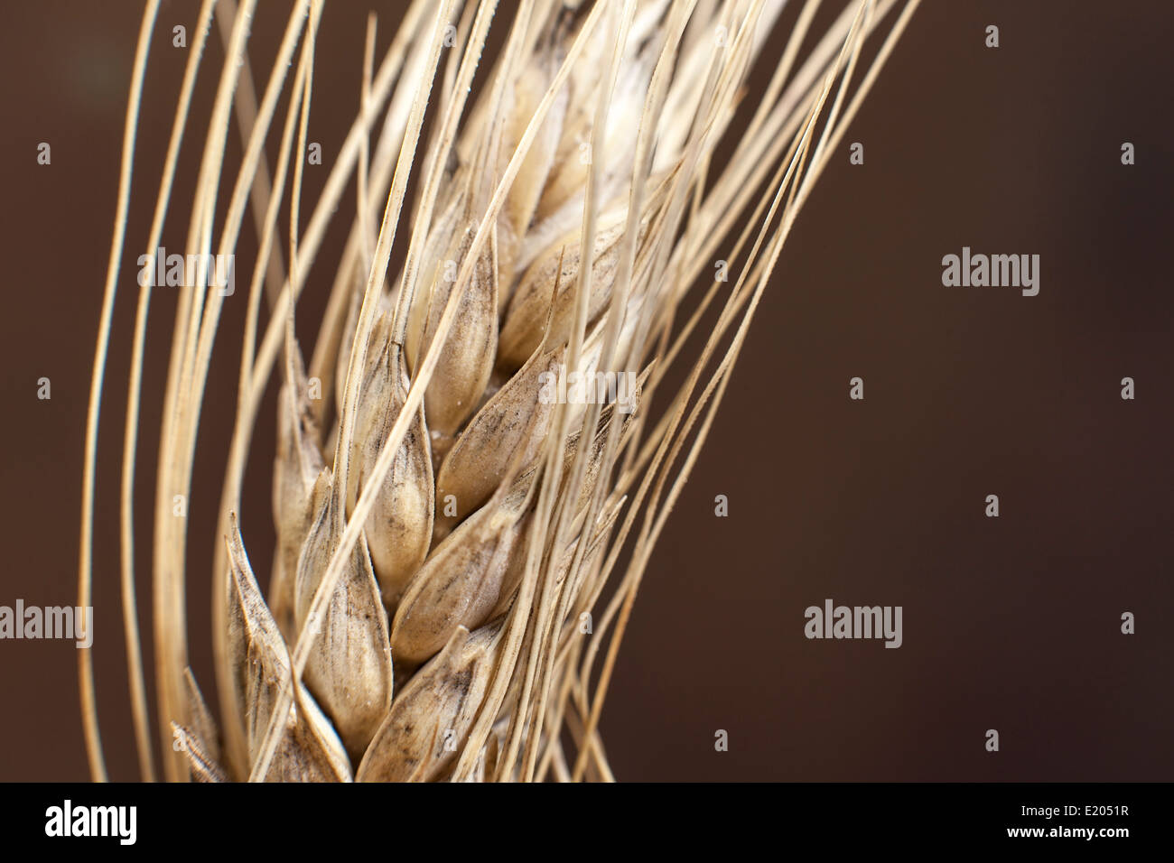 extreme close up from a wheat Stock Photo - Alamy