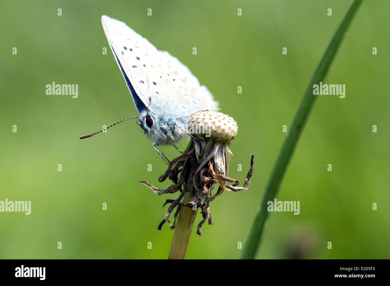 Close up view of the head of a common blue butterfly in the UK Stock ...
