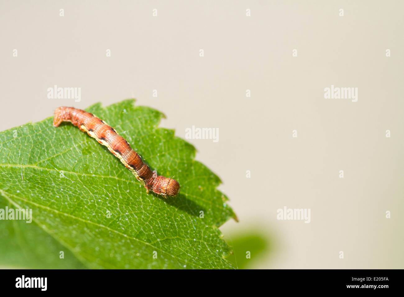Mottled Umber (Erannis defoliaria) caterpillar on a leaf Stock Photo ...