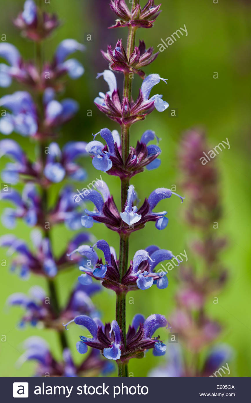 Indigo Flowers Stock Photos & Indigo Flowers Stock Images - Alamy