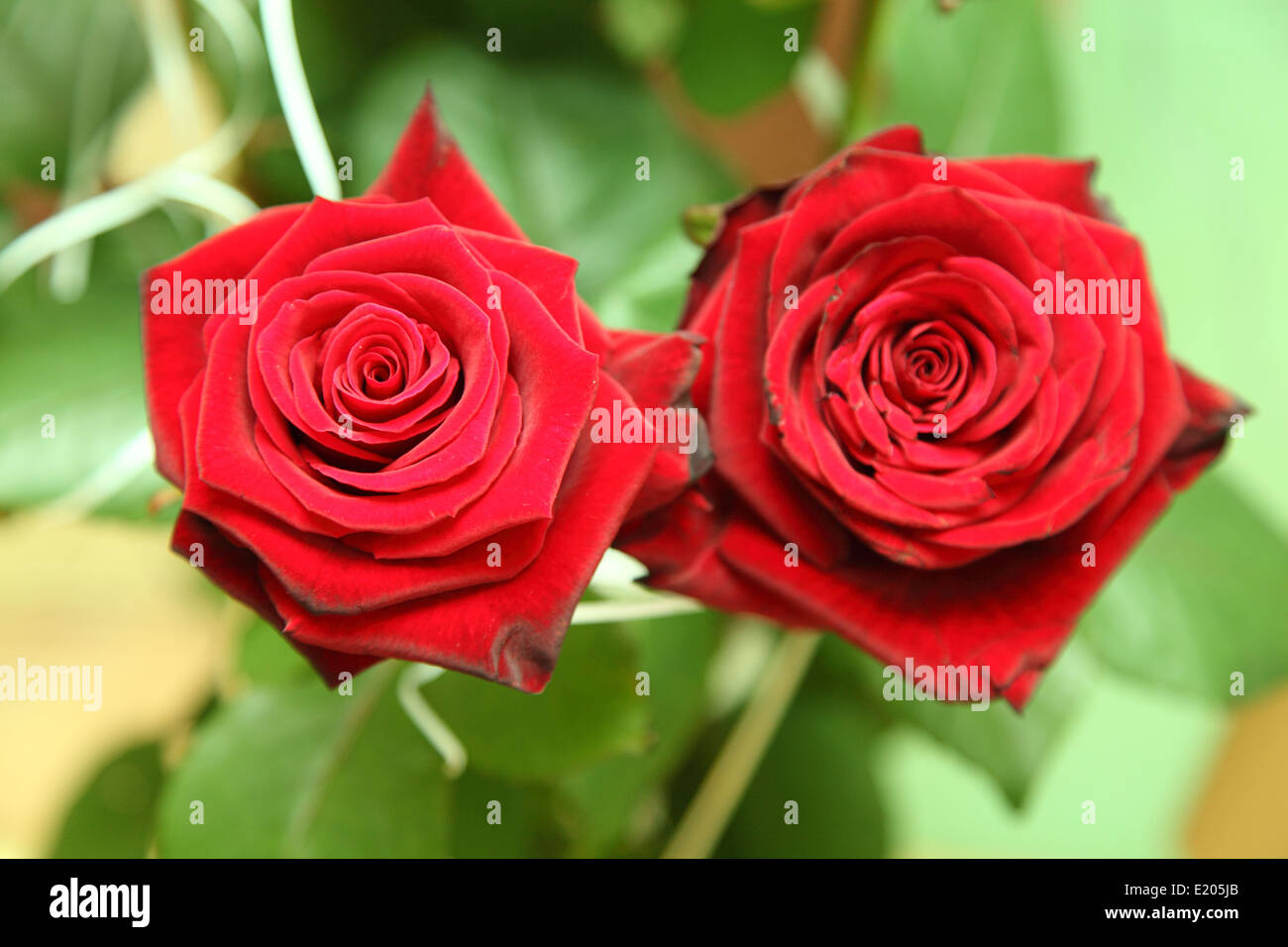 Two roses flower love isolated on white hi-res stock photography and ...