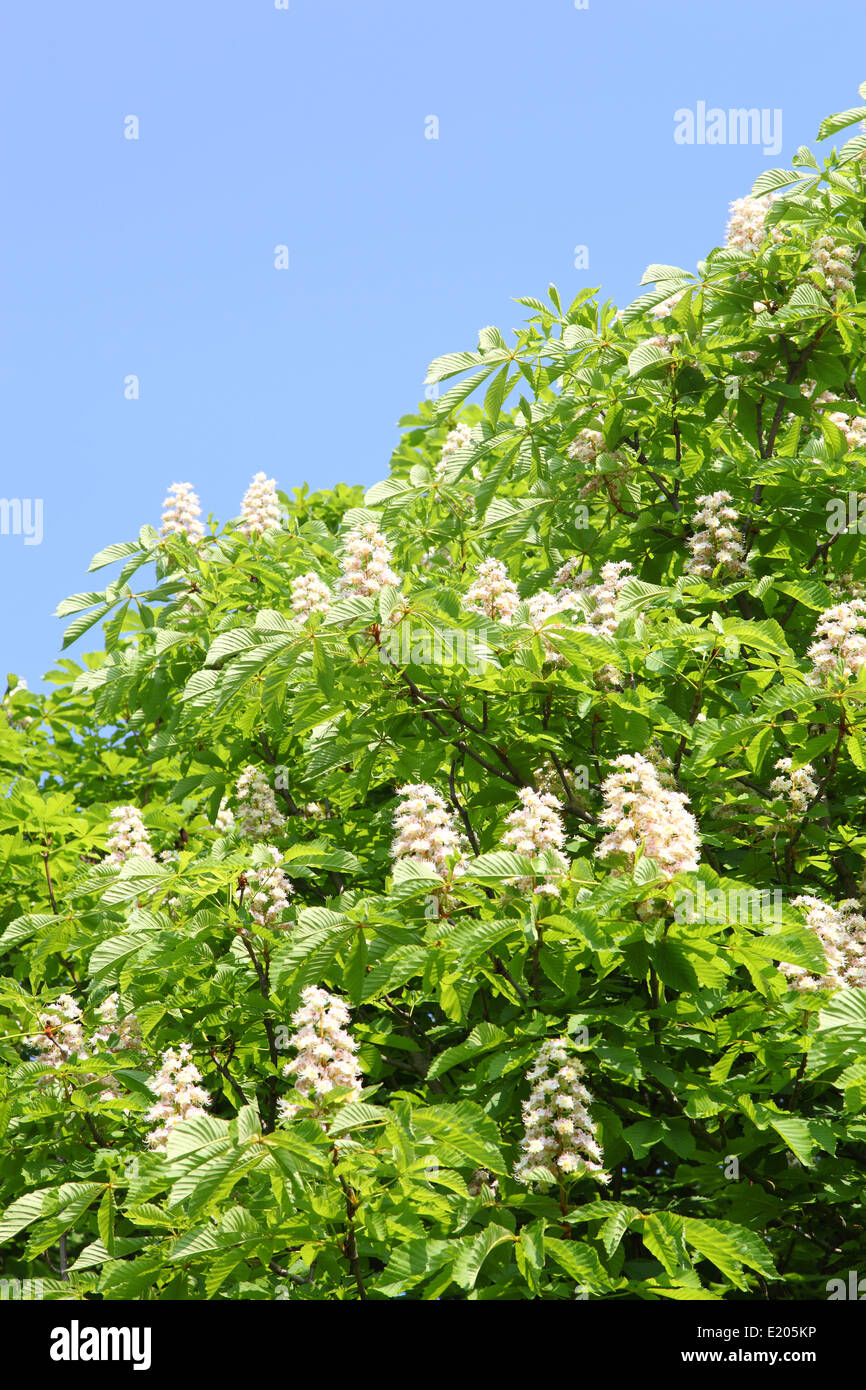 chestnut tree in bloom Stock Photo - Alamy