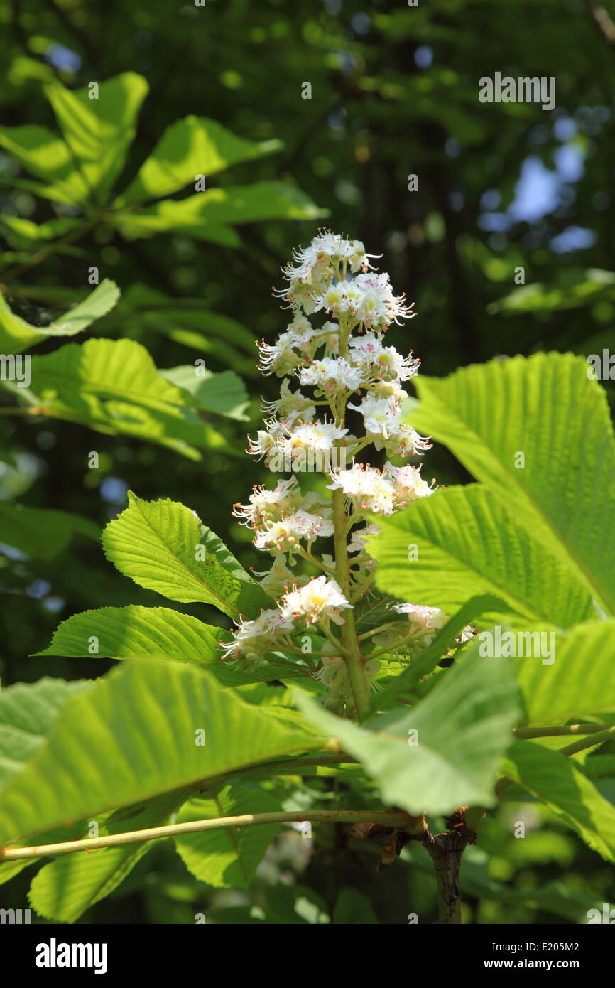 chestnut tree in bloom Stock Photo - Alamy
