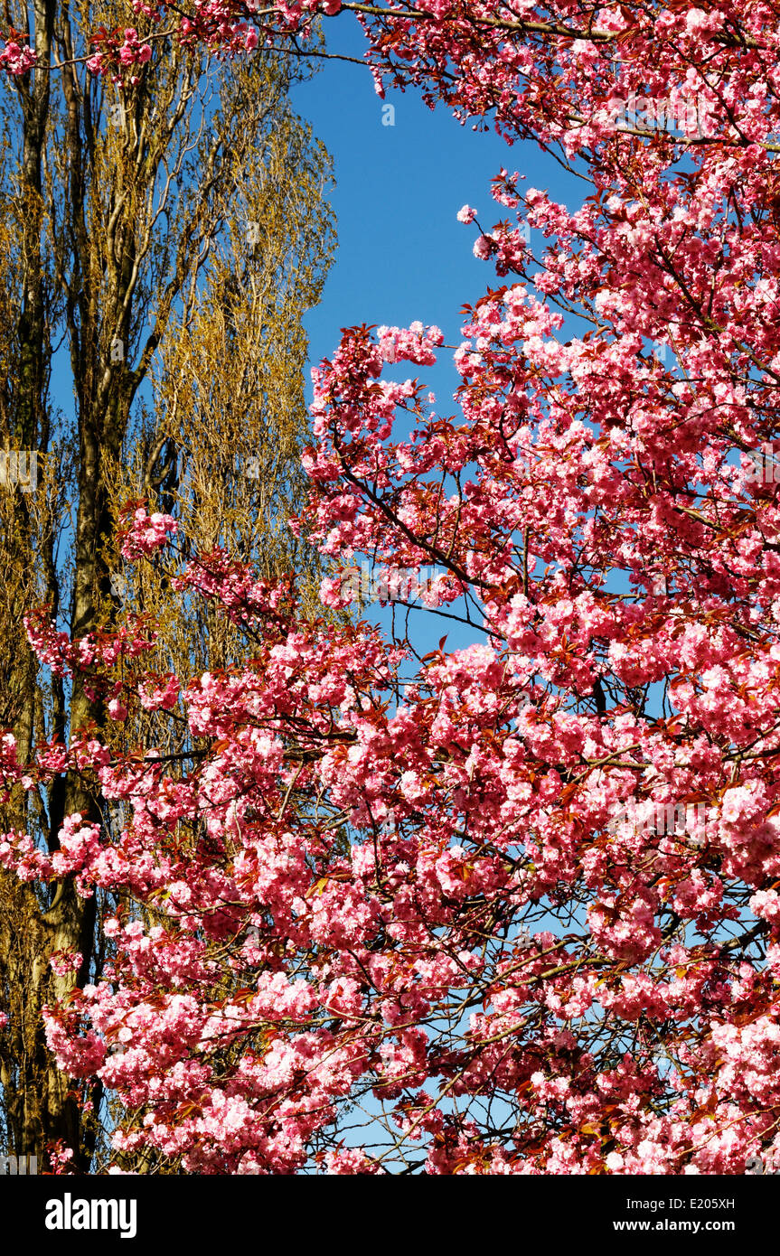 cherry-blossom lively pink Stock Photo - Alamy