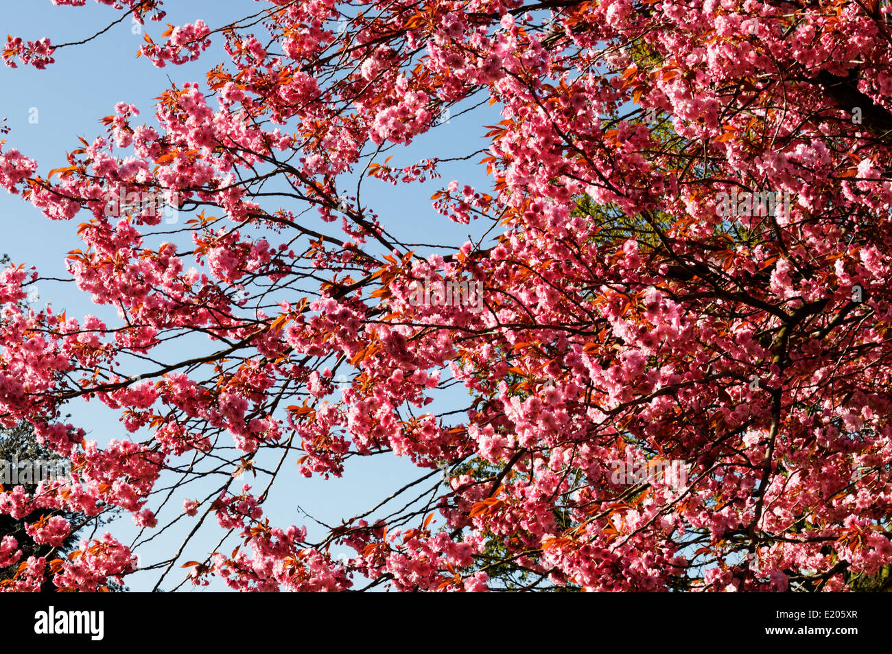 bright in spring Stock Photo - Alamy