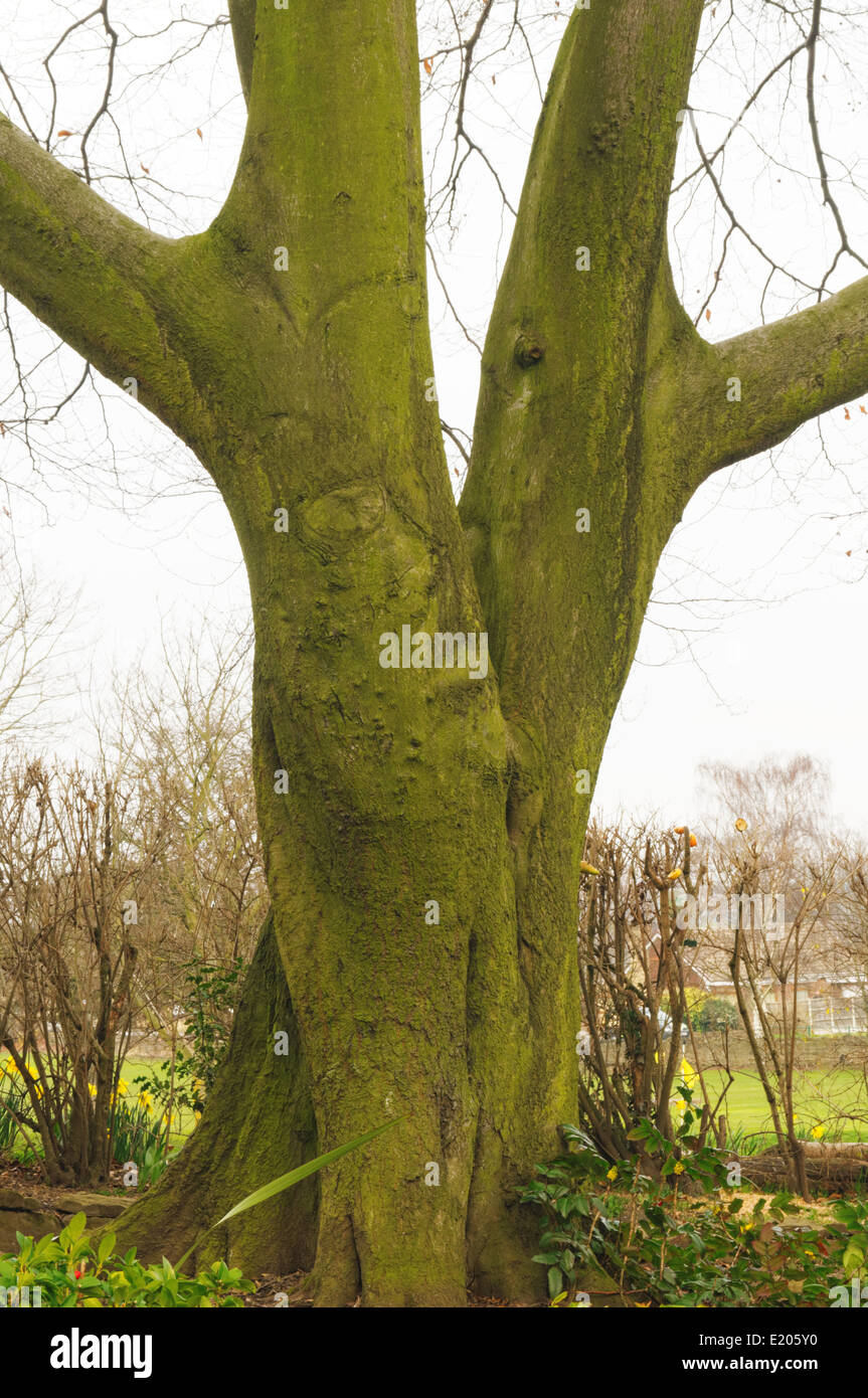 arms of the tree Stock Photo - Alamy