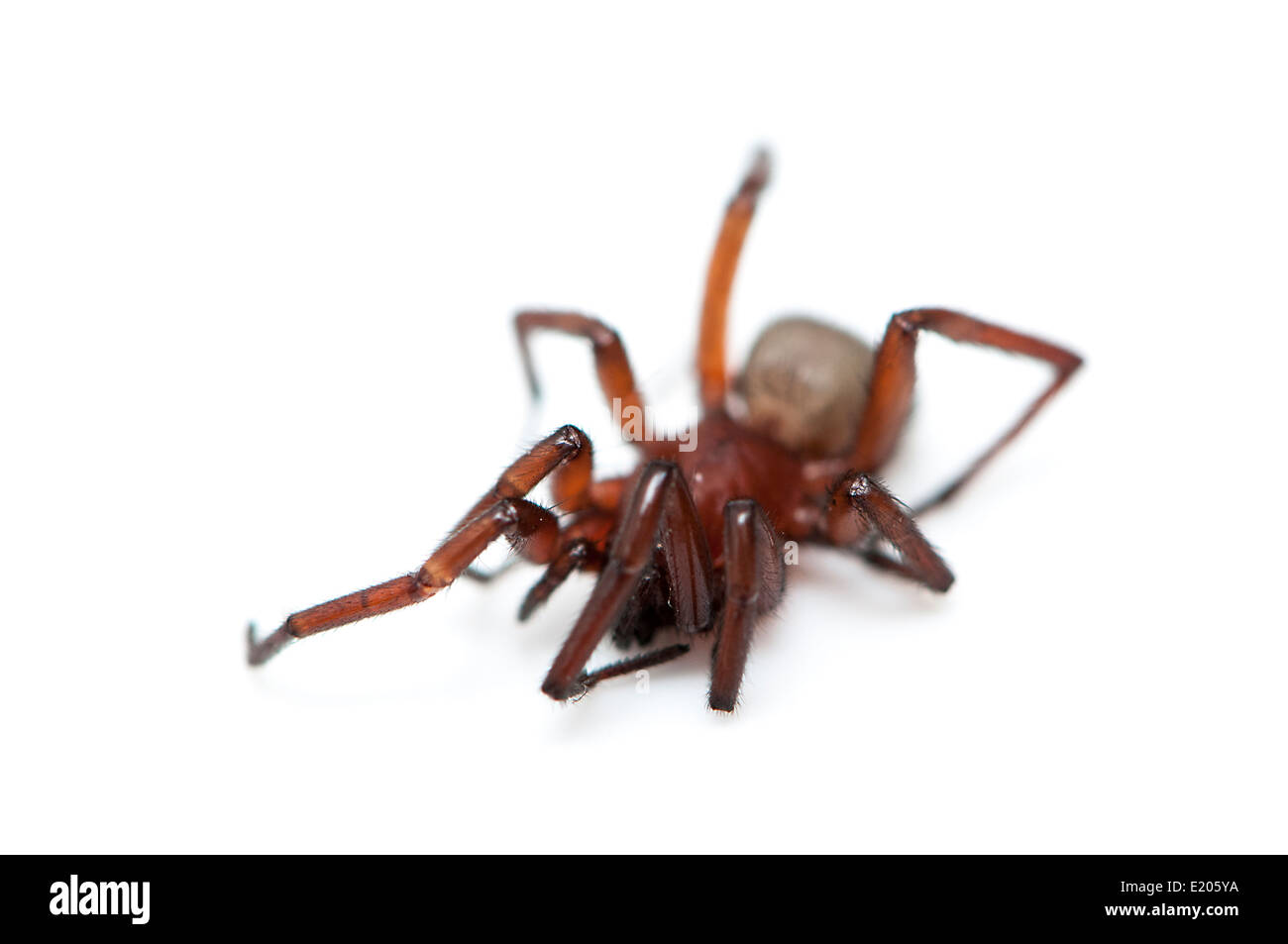 hairy spider on a white background Stock Photo - Alamy