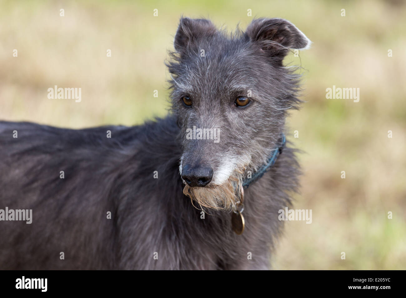 Lurcher dog head hi-res stock photography and images - Alamy