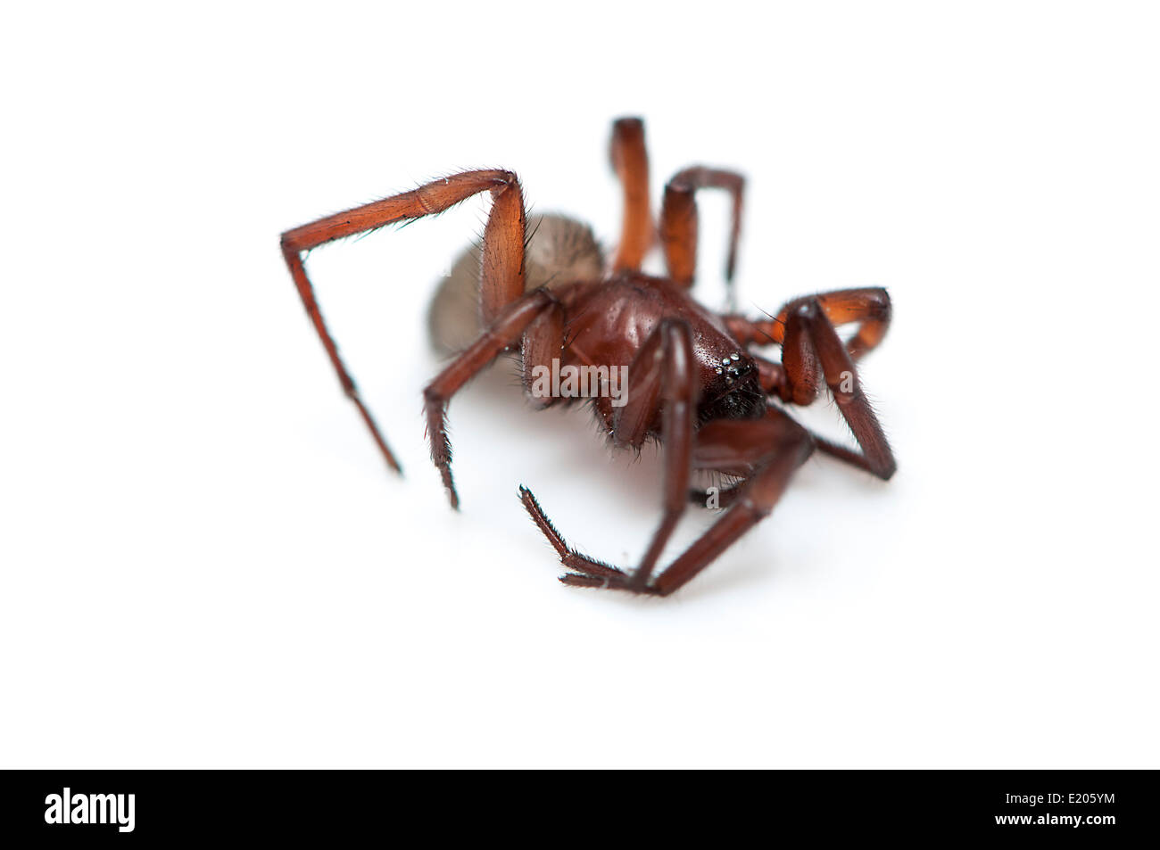hairy spider on a white background Stock Photo - Alamy