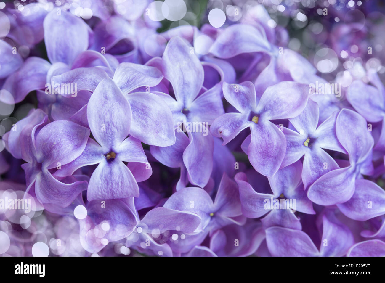 Lilac flowers close up Stock Photo - Alamy