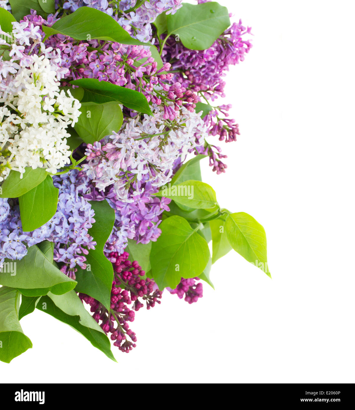 Bunch of Lilac flowers Stock Photo - Alamy