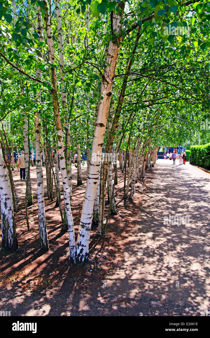 Small copse of Silver Birch trees by Tate Modern, Southwark, London ...