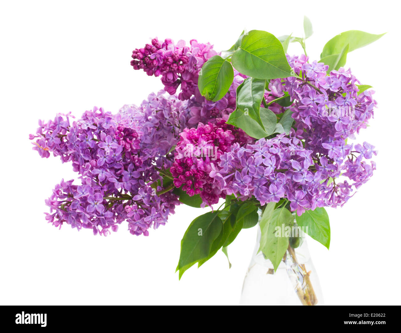 Bouquet Of Lilac Flowers at Cassandra Edwards blog