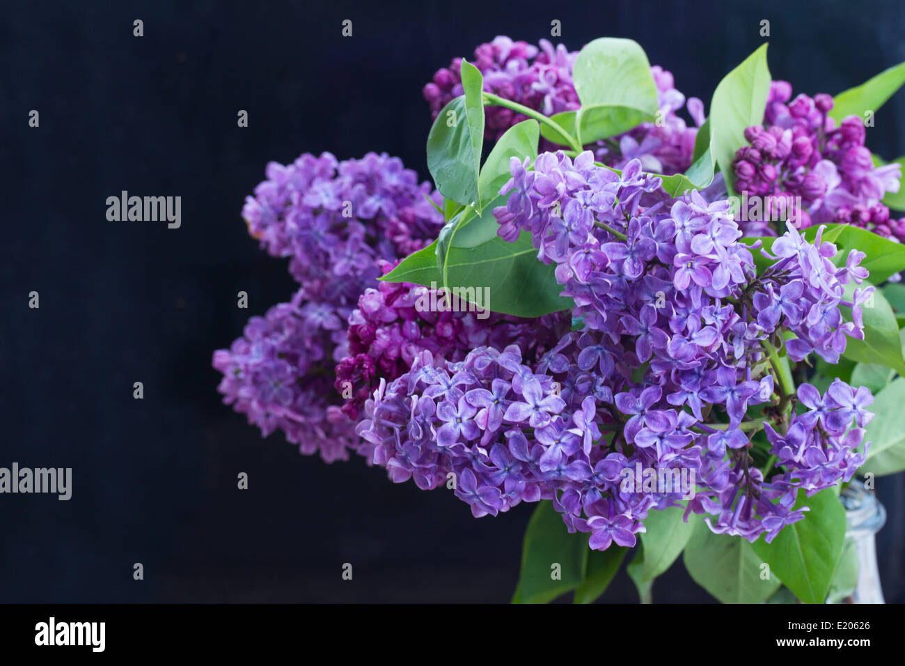 Bouquet of Lilac ob black Stock Photo - Alamy