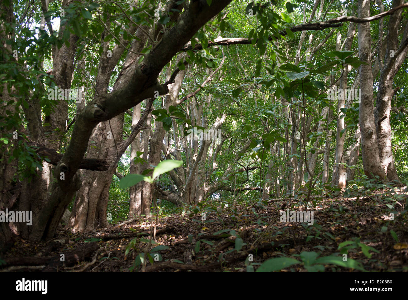 Atiu Island. Cook Island. Polynesia. South Pacific Ocean. Acces to ...