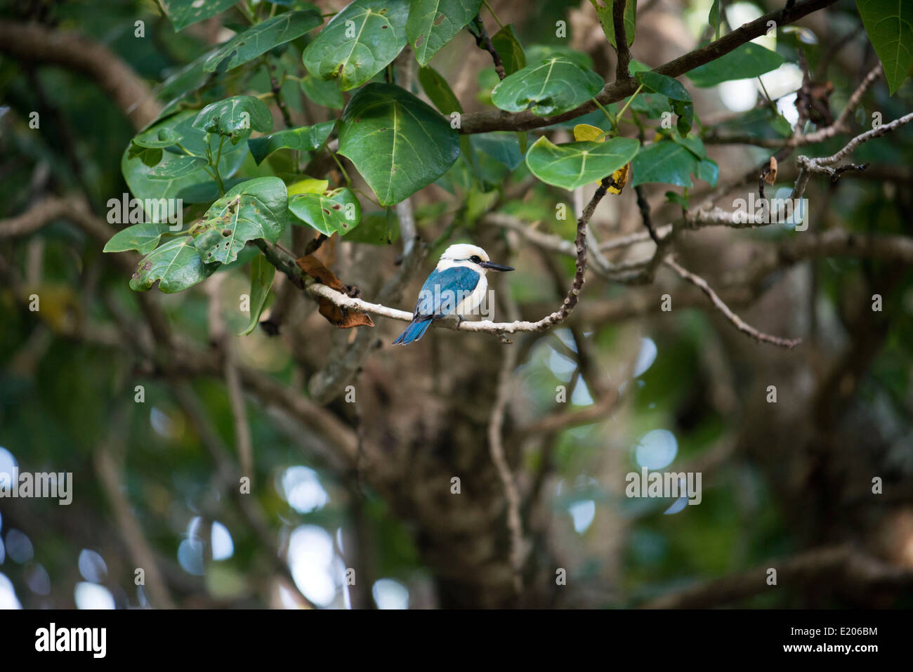 Atiu Island. Cook Island. Polynesia. South Pacific Ocean. Looking birds ...