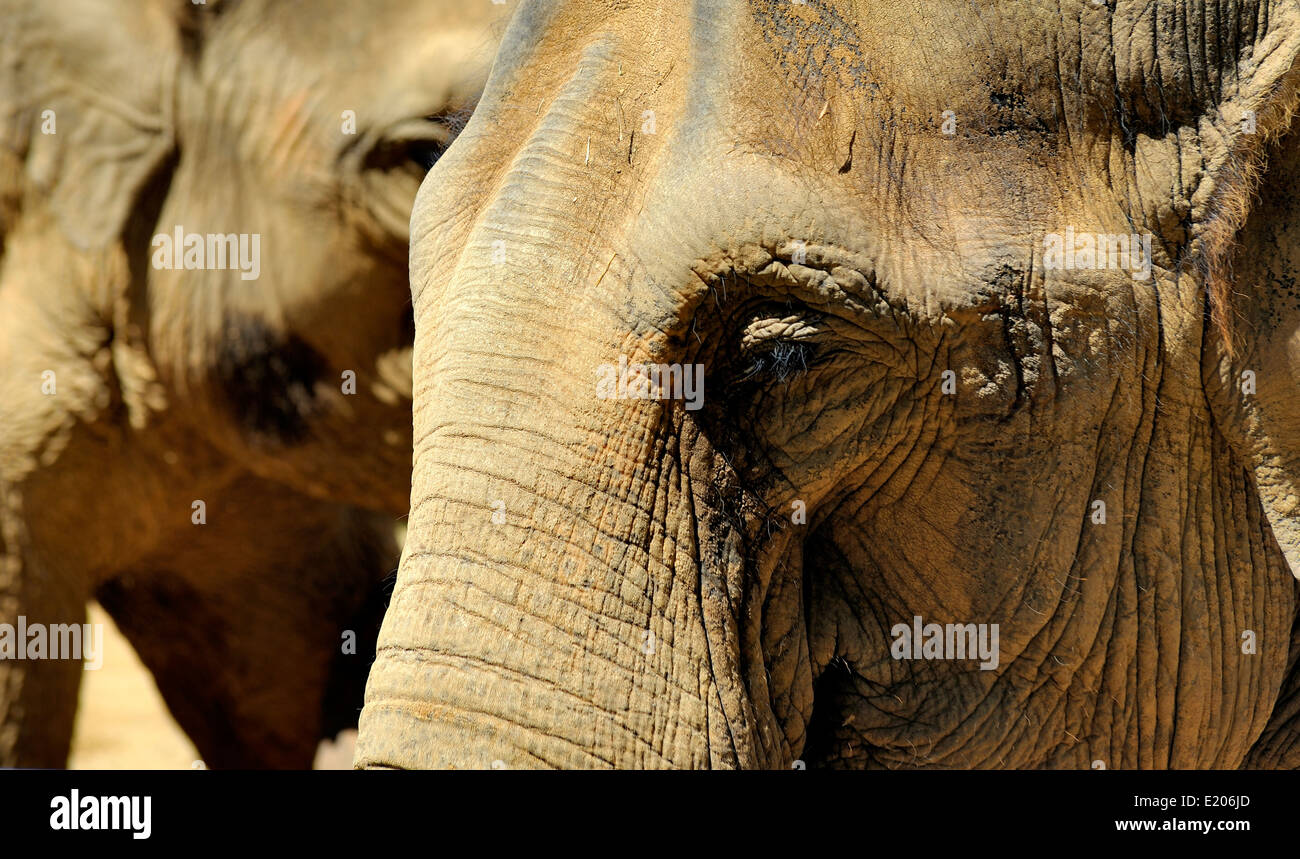 Elephant side view hi-res stock photography and images - Alamy