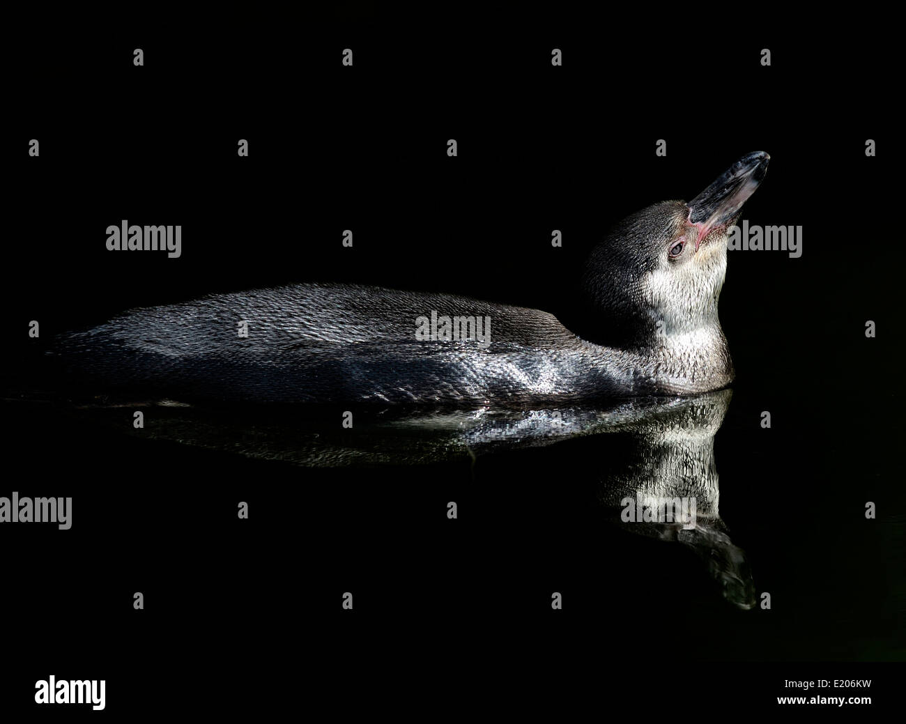 A penguin basking in the hot sunshine Twycross zoo Atherstone ...