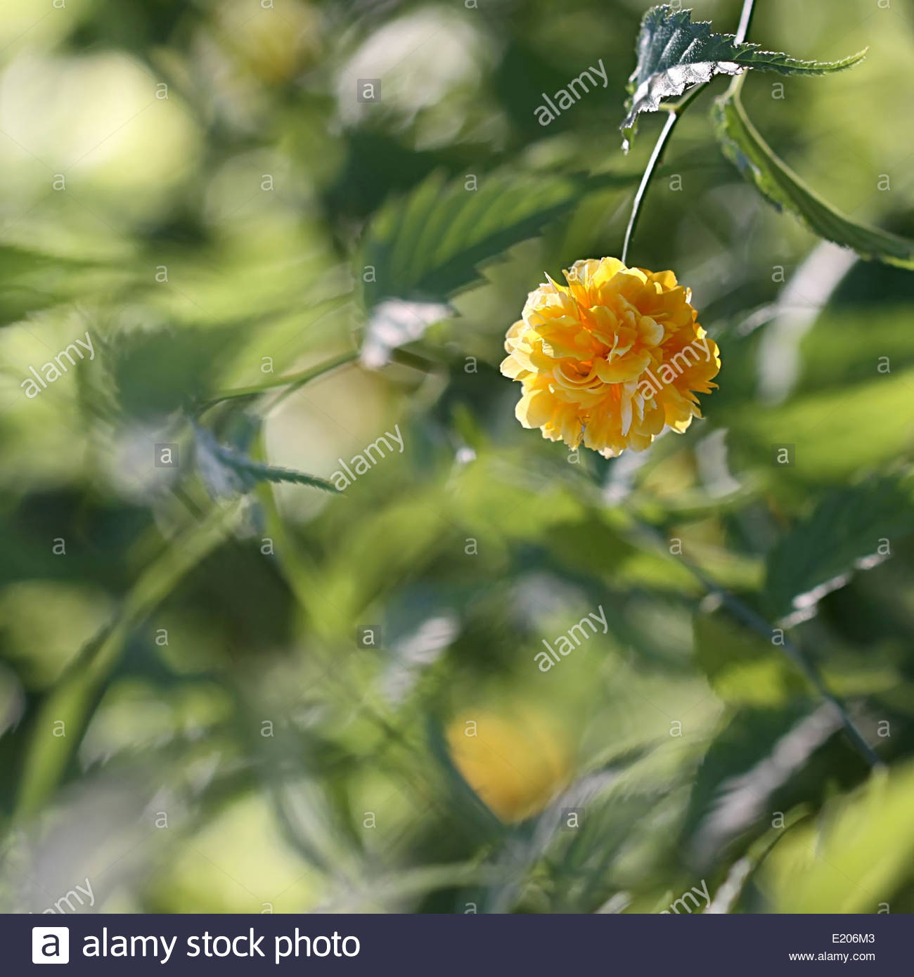 JAPANESE ROSE FLOWER, in South West France Stock Photo - Alamy