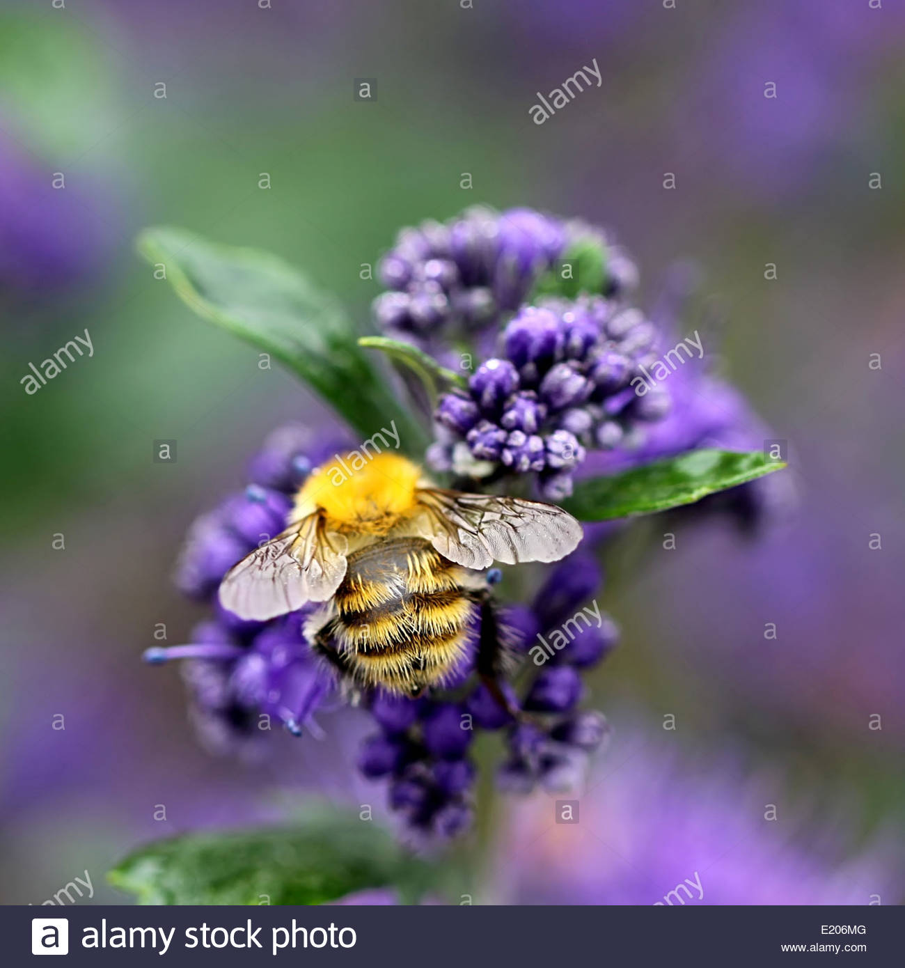 South of france wild flowers hi-res stock photography and images - Alamy