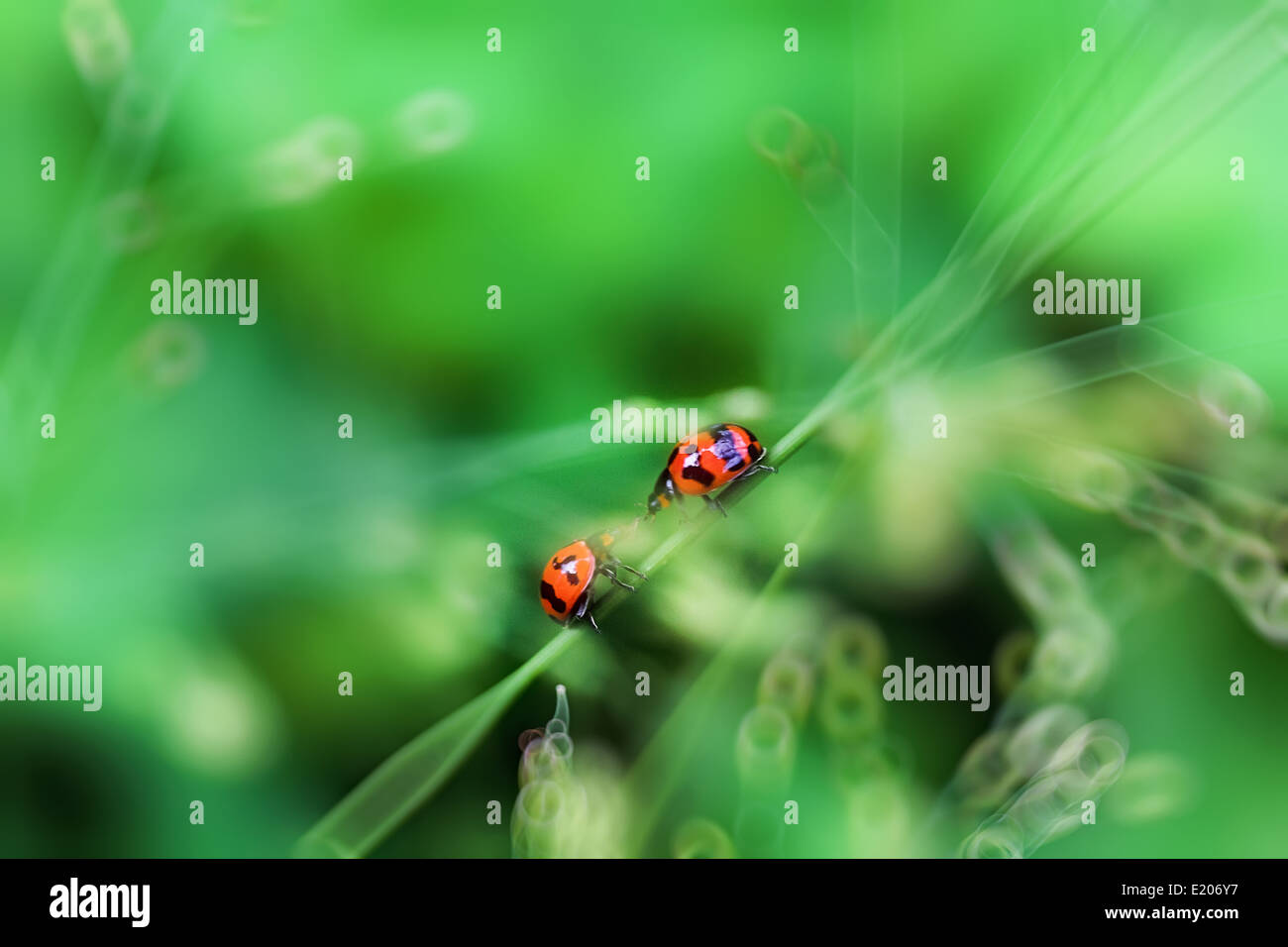 Spring kiss hi-res stock photography and images - Alamy